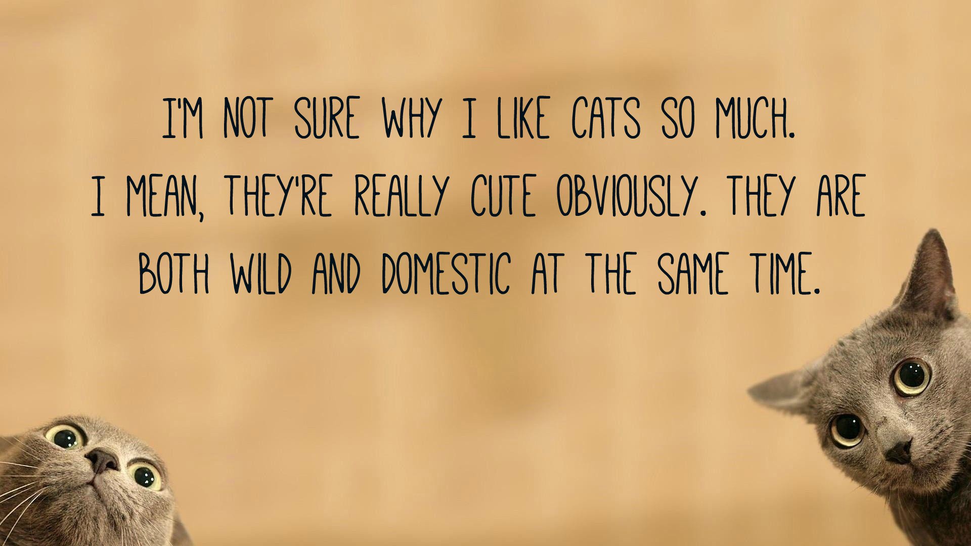 Cat Quotes Text Image Quotes QuoteReel Cat Quotes Text Image Quotes QuoteReel